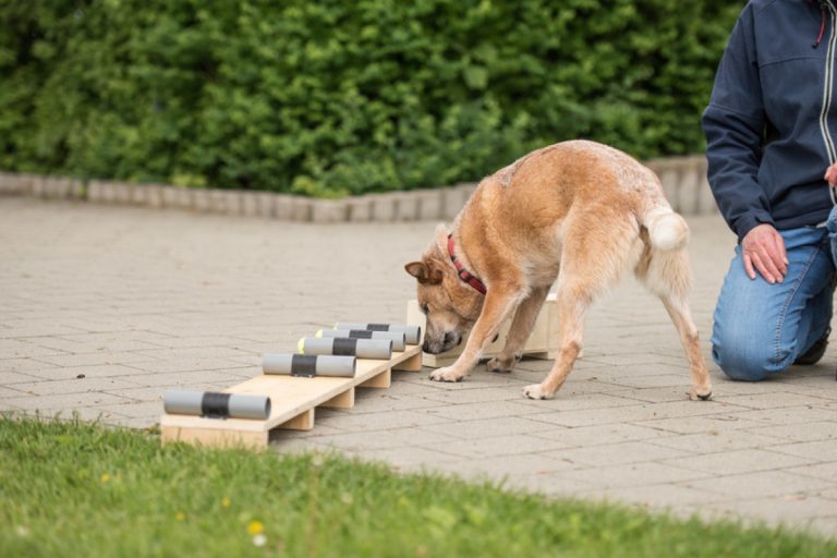 Lefzen beim Hund - was ist das? - Hundemagazin.info