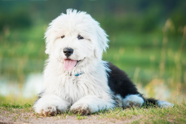 Border Collie - Hundemagazin.info