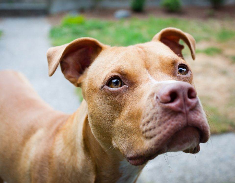 Lefzen beim Hund - was ist das? - Hundemagazin.info